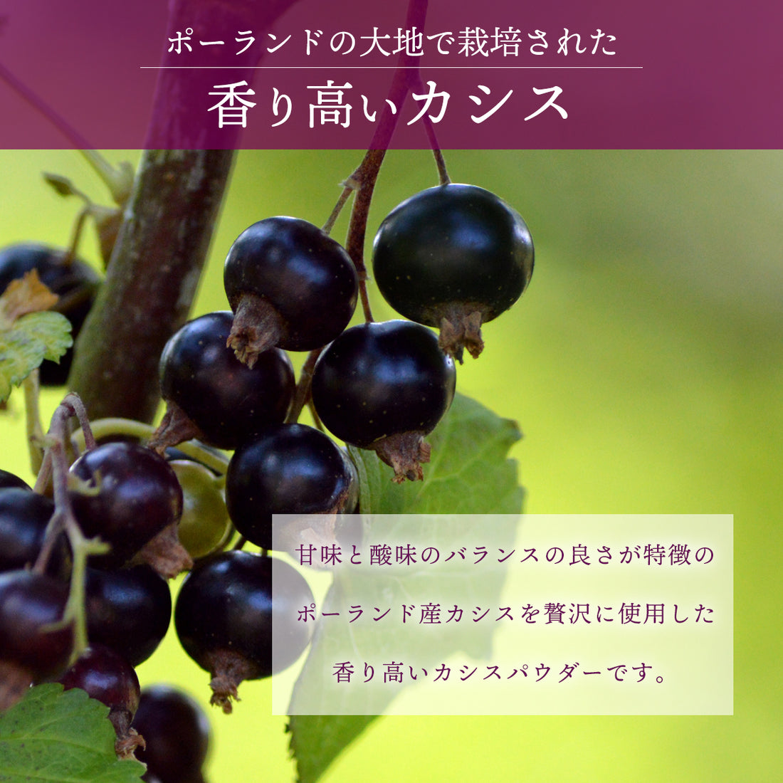カシスパウダー 100g ポーランド産 カシス 粉末 スプレードライパウダー 果汁 ヨーグルト スムージー ジュース お菓子作り 材料 アン ...